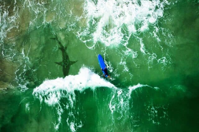 What to Do If a Shark Approaches You While Surfing?