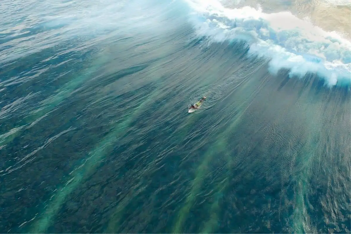 Does Pee Attract Sharks? Debunking Ocean Myths - | GetFoamie.com