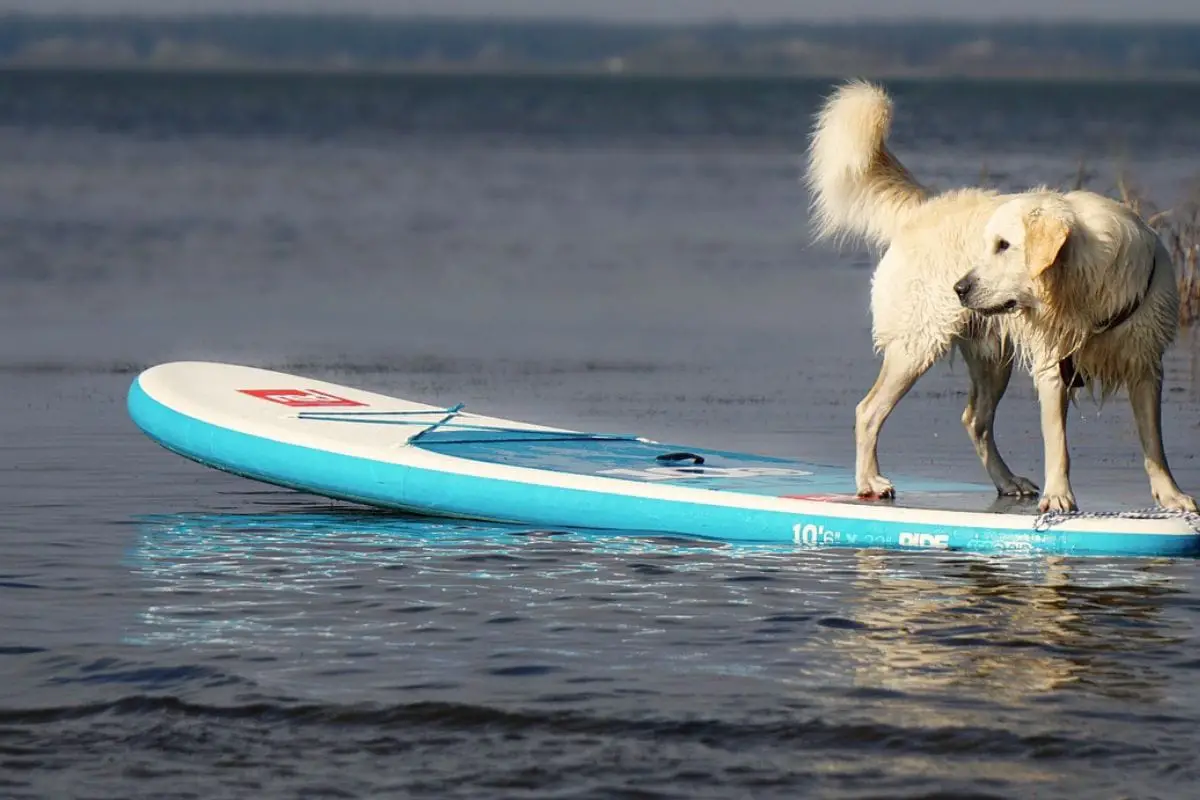 Do Sharks Eat Dogs? (Should You Worry)