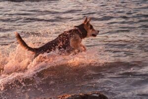 Do Sharks Eat Dogs? (Should You Worry)